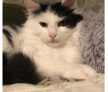Chat adopté : SAM II | La Compagnie des Chats
