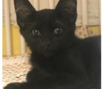 Chat adopté : TITOU | La Compagnie des Chats